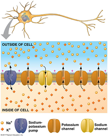 Electrical signals in the nervous system