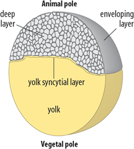 Zebrafish (Danio rerio): Structures of the embryo