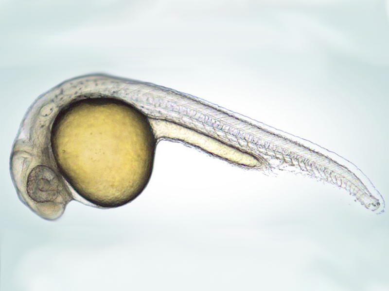 Zebrafish (Danio rerio): Structures of the embryo