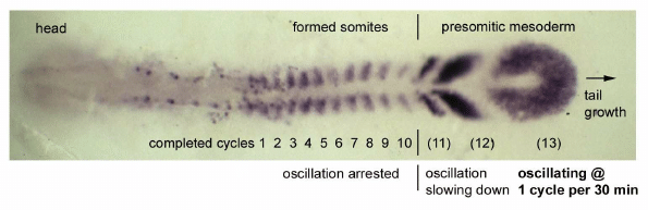 Zebrafish (Danio rerio): Somitogenesis