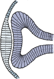 Chicken (Gallus) Development of the Eye: 47 hours