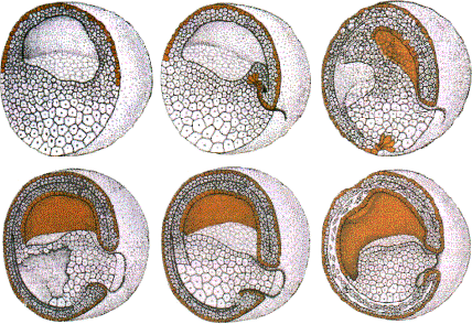 Gastrulation: Fishes
