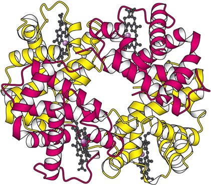 Metabolism: Chapter 2 Protein Composition and Structure